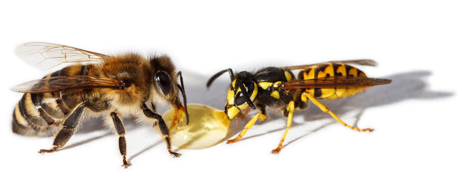 BEES & WASP – Bug Patrol