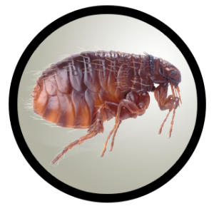 FLEAS – Bug Patrol